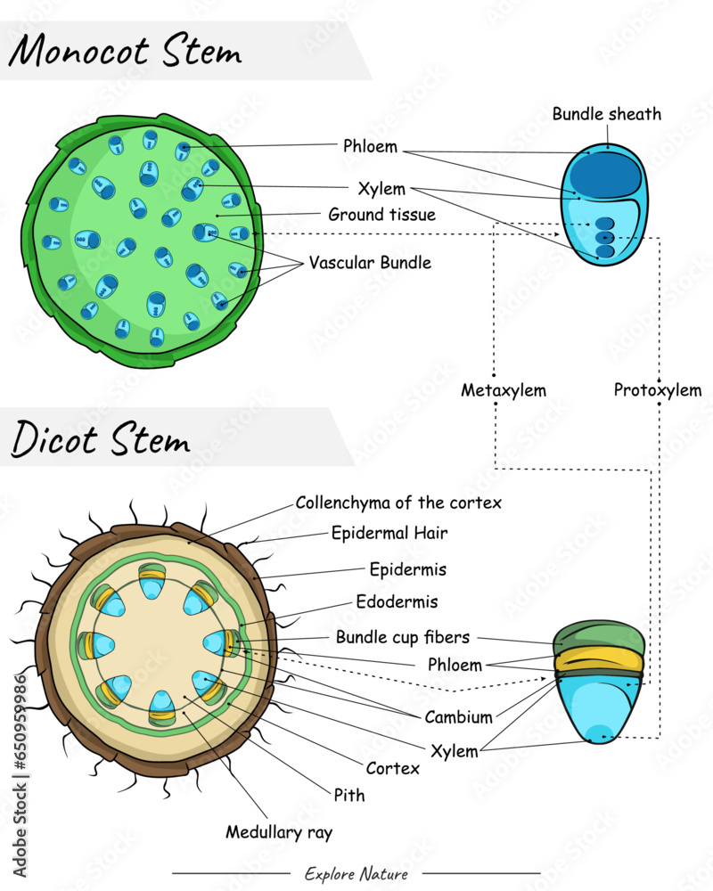 Monocot stem and dicot stem anatomy Stock Vector | Adobe Stock