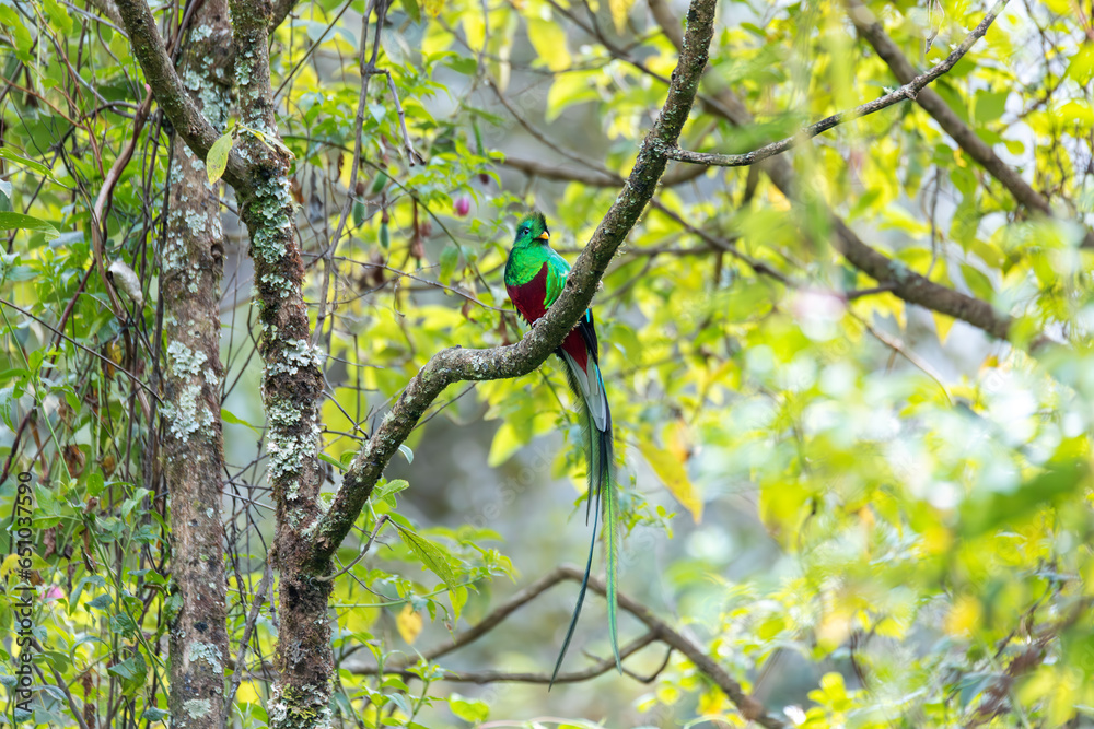 Resplendent quetzal (Pharomachrus mocinno), Guatemalan national bird ...