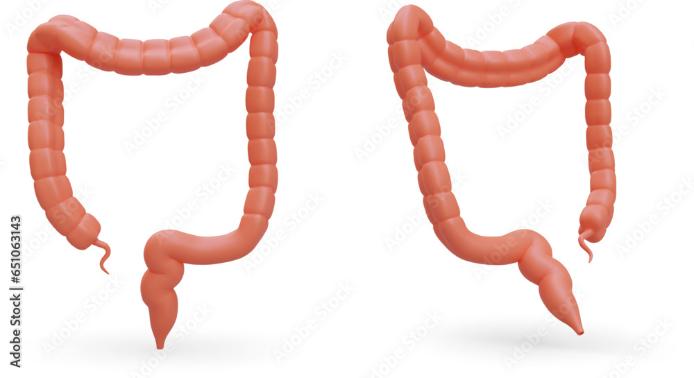 3D large intestine, front and back view. Human digestive organ ...