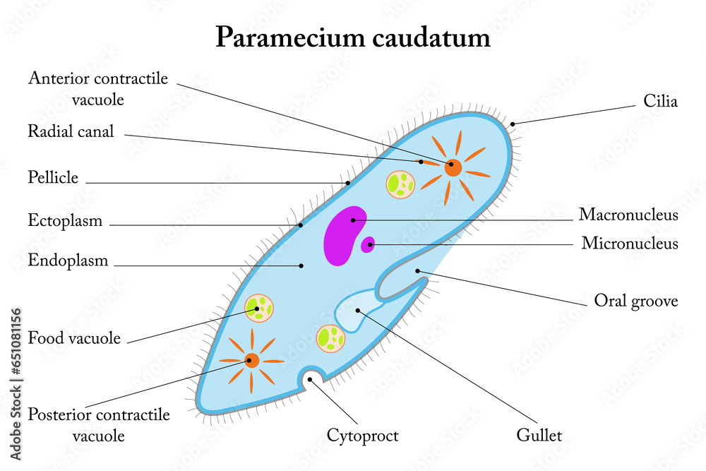 Labelled diagram of Paramecium caudatum. Stock Illustration | Adobe Stock