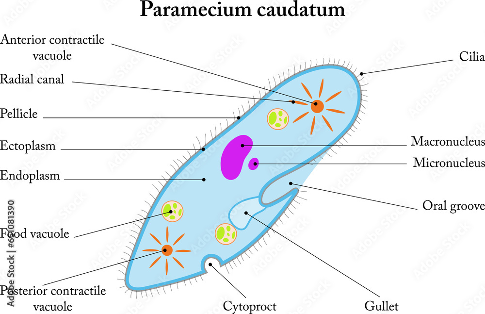 Labelled diagram of Paramecium caudatum. Stock Illustration | Adobe Stock
