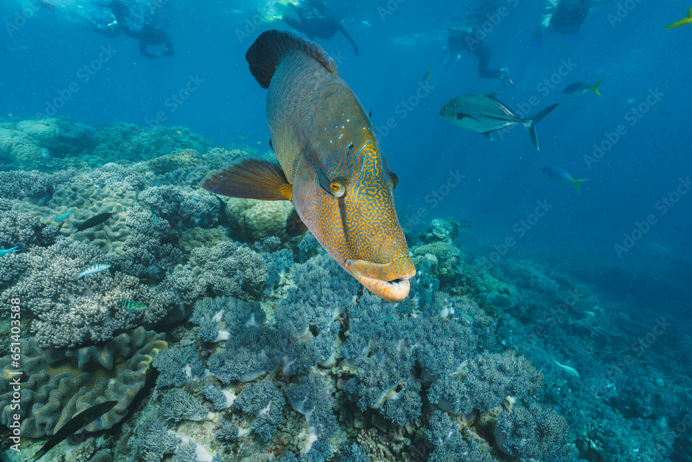 Cheilinus undulatus, maori wrasse humphead fish in australia Stock ...