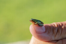 Spring Frog Free Stock Photo - Public Domain Pictures