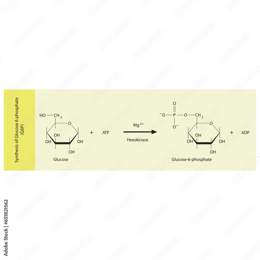 Synthesis of Glucose 6 phosphate (G6P) from glucose via Hexokinase ...