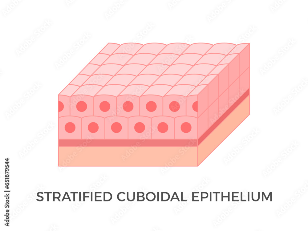 Stratified cuboidal epithelium. Epithelial tissue types. Multiple ...