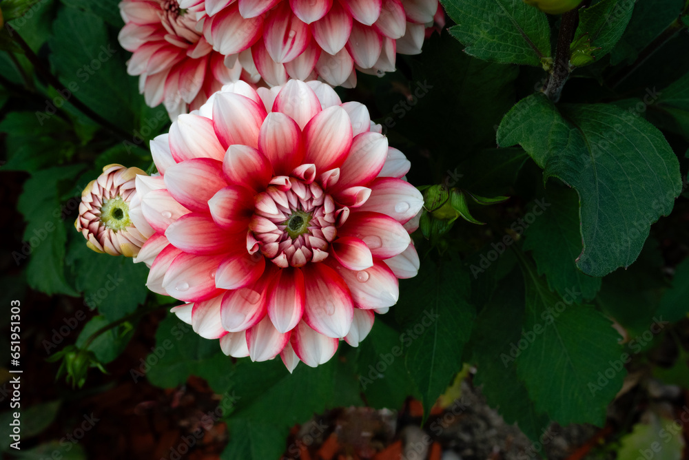 Kwiaty dalii w ogrodzie Stock Photo | Adobe Stock