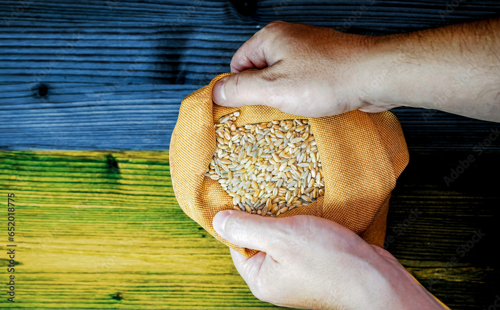 Wheat grains on the yellow and blue color table of Ukraine Ukrainian ...