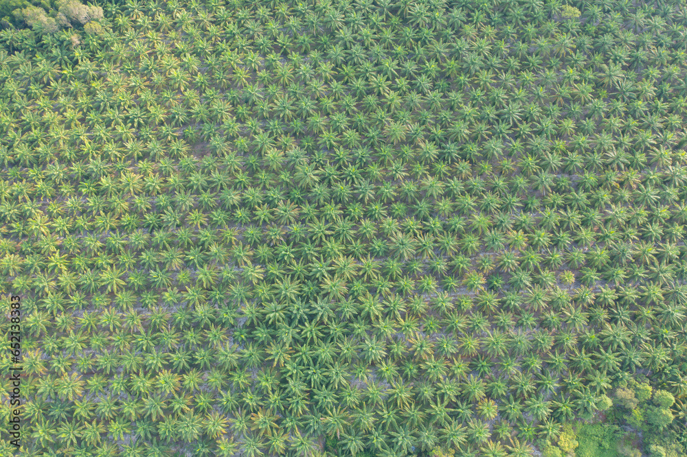 Aerial view of coconut or palm trees. Nature landscape forest ...