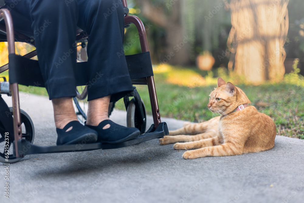 Feline therapy or therapy cats for dementia patients , stimulate ...