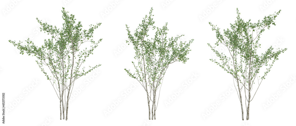 Set of green birch tree on transparent background, 3d render ...
