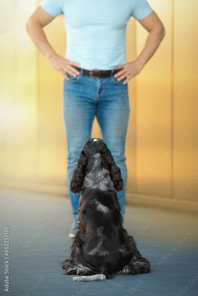 young black and white cocker spaniel dog portrait with owner legs in ...