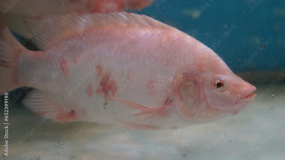 Tilapia is a type of freshwater fish that's widely consumed around the ...