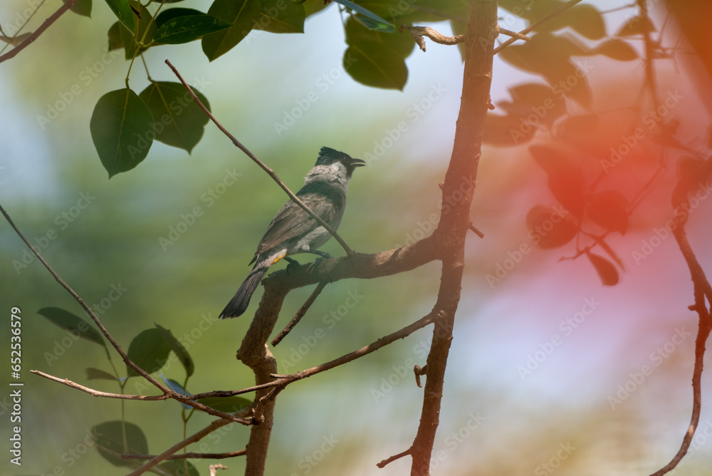 The sooty headed bulbul bird, Pycnonotus aurigaster is perching on the ...