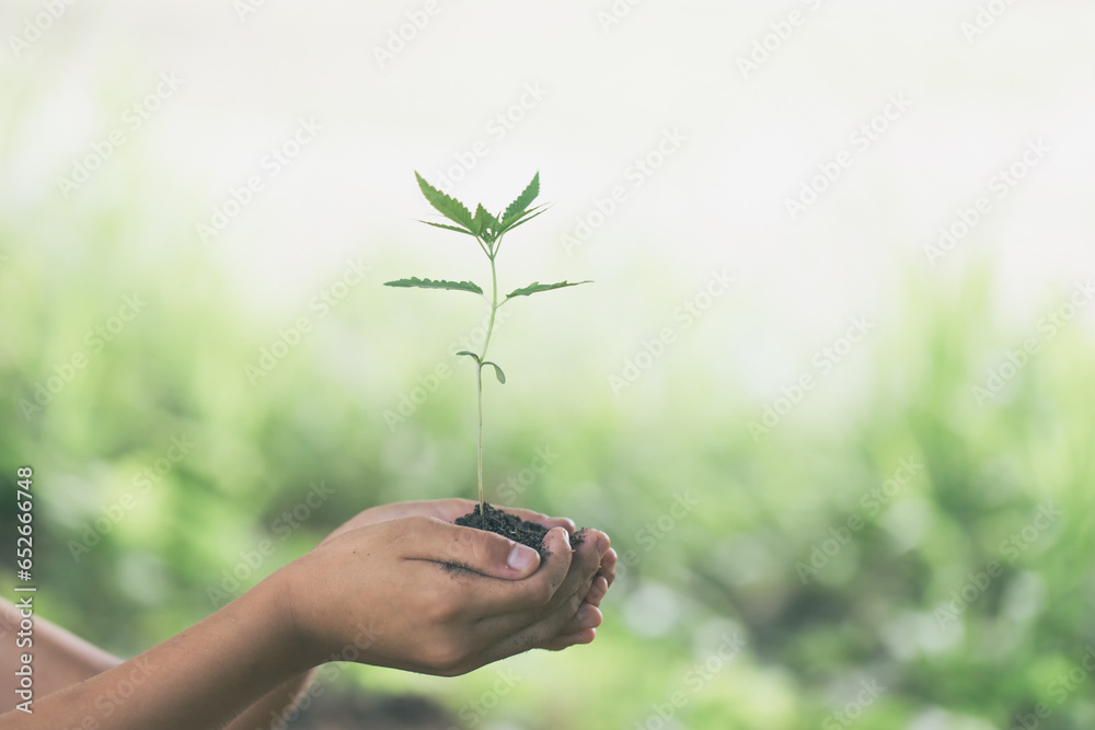 Growing seedlings in human hands. Concept of protecting the environment ...