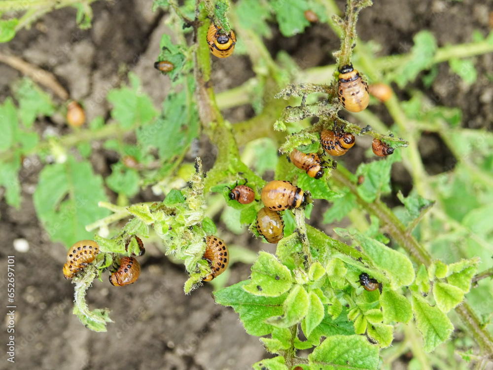 Destruction of the potato crop by the Colorado potato beetle in natural ...