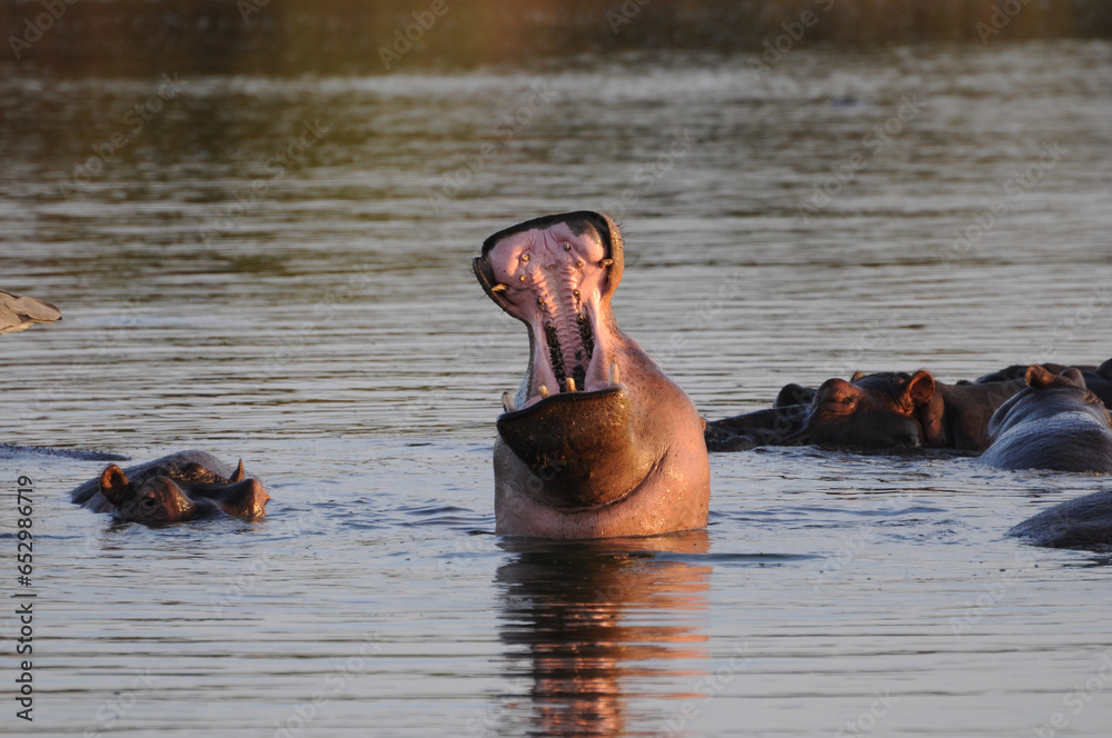 hippo in the river making some noise to get attention from other male ...