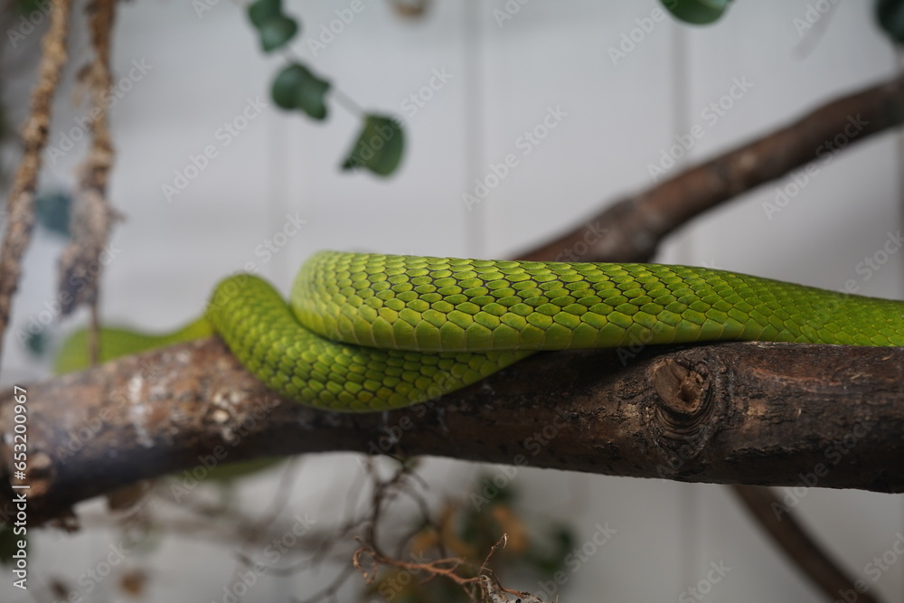 The western green mamba (Dendroaspis viridis) is a long, thin, and ...