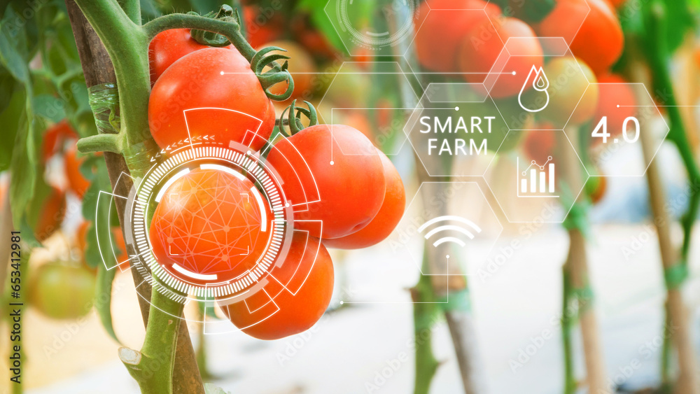 Tomatoes in greenhouse with infographics, Smart farming and precision ...