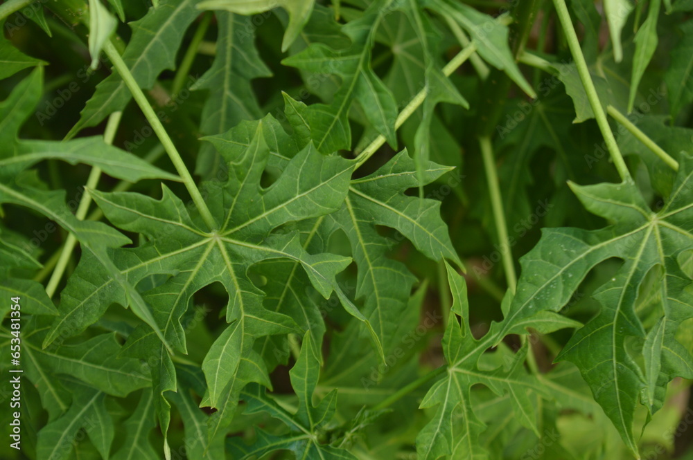 green vegetable plant originating from central America and known as ...