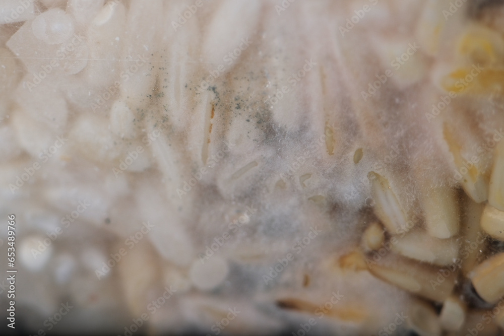 Bacillus cereus is a toxin producing bacteria that is one of the most ...