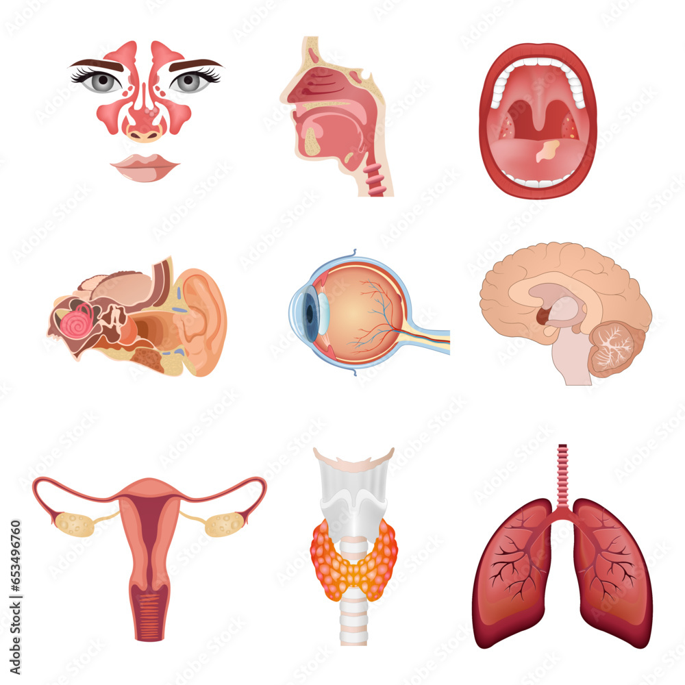 Internal human organs. Anatomical parts of the human body, brain, stomach, nose, ear. Cartoon ...
