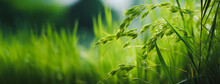Green Rice Farm Free Stock Photo - Public Domain Pictures