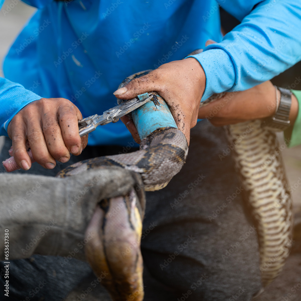 snake in the hand,handheld close up saves snake boa caught in animal ...