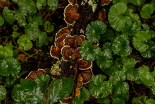 Green Turkey Tail Fungus On Log Free Stock Photo - Public Domain Pictures