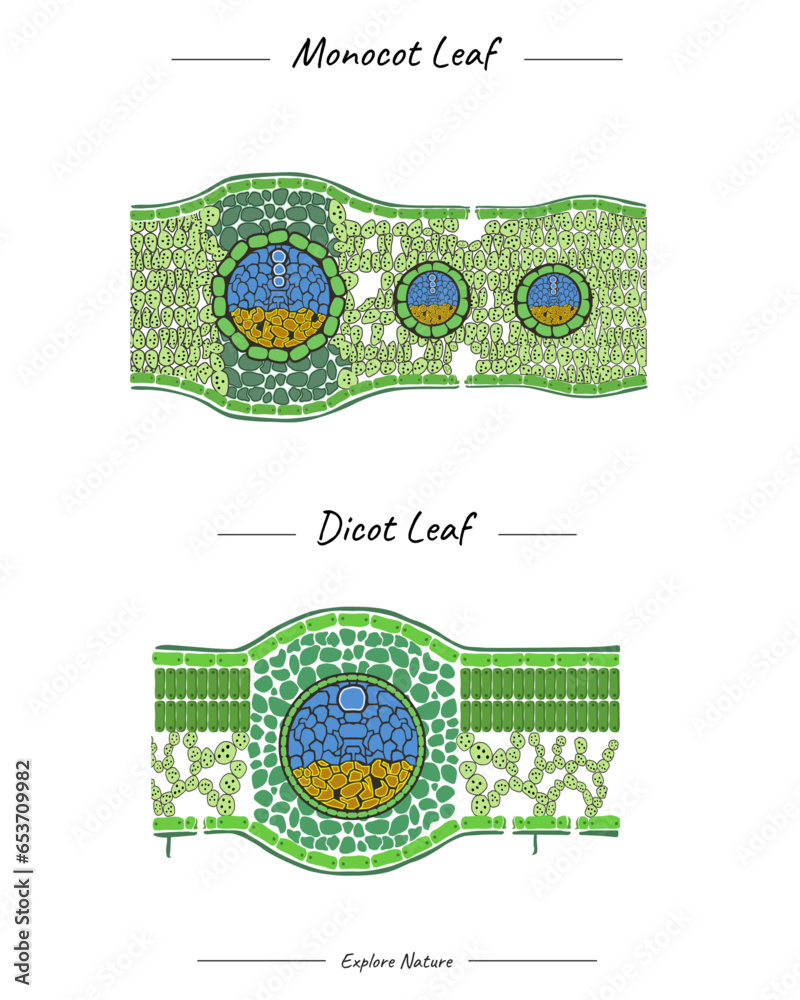 Structure of Monocot leaf and dicot leaf template Stock Vector | Adobe ...