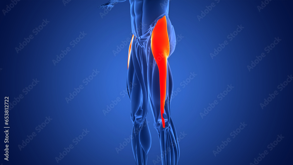 Human Muscular System Leg Muscles Tensor Fasciae Latae Muscles Anatomy ...