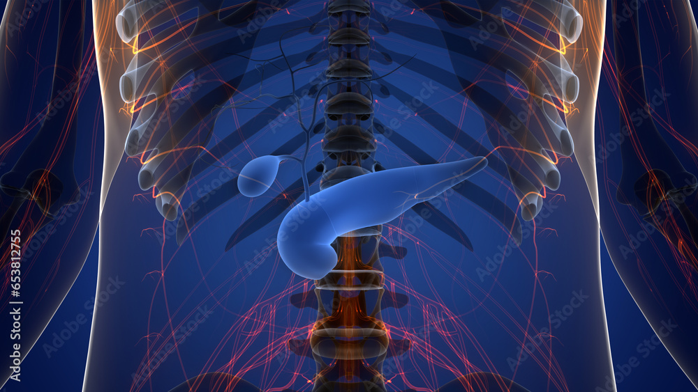 Human Internal Organs Pancreas with Gallbladder Anatomy Stock ...