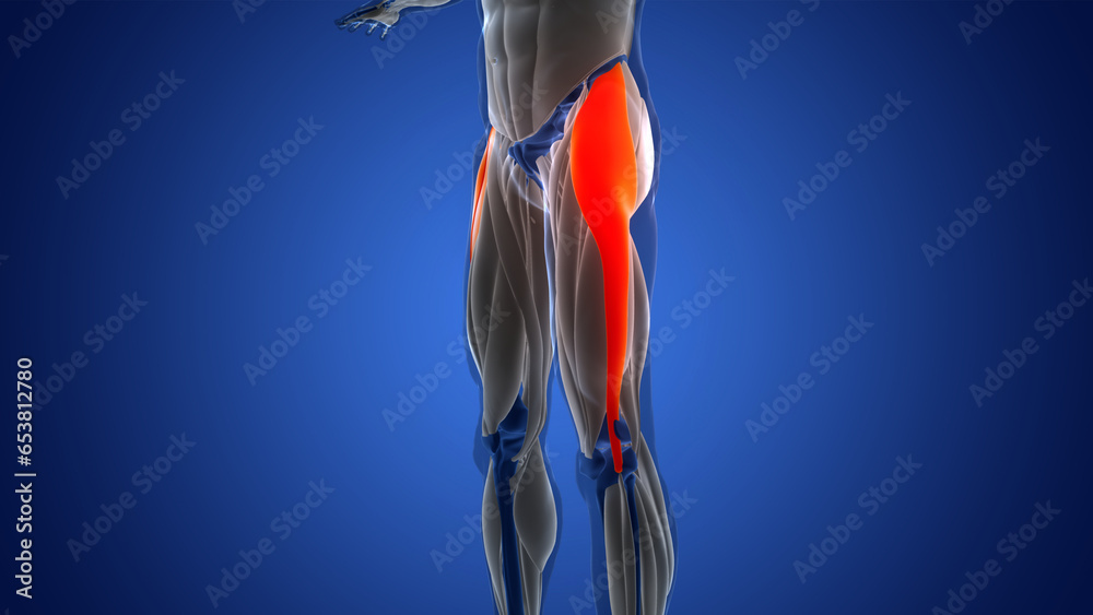 Human Muscular System Leg Muscles Tensor Fasciae Latae Muscles Anatomy ...