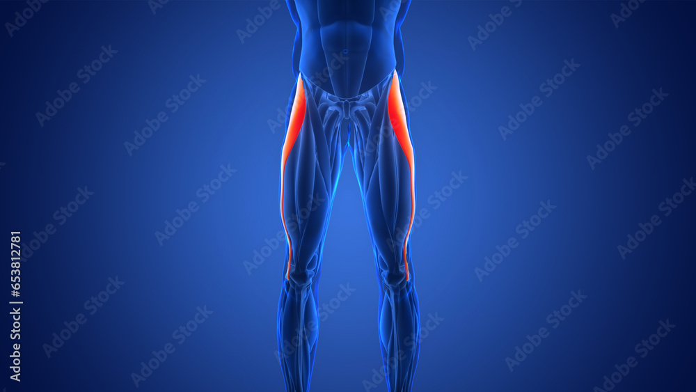 Human Muscular System Leg Muscles Tensor Fasciae Latae Muscles Anatomy ...