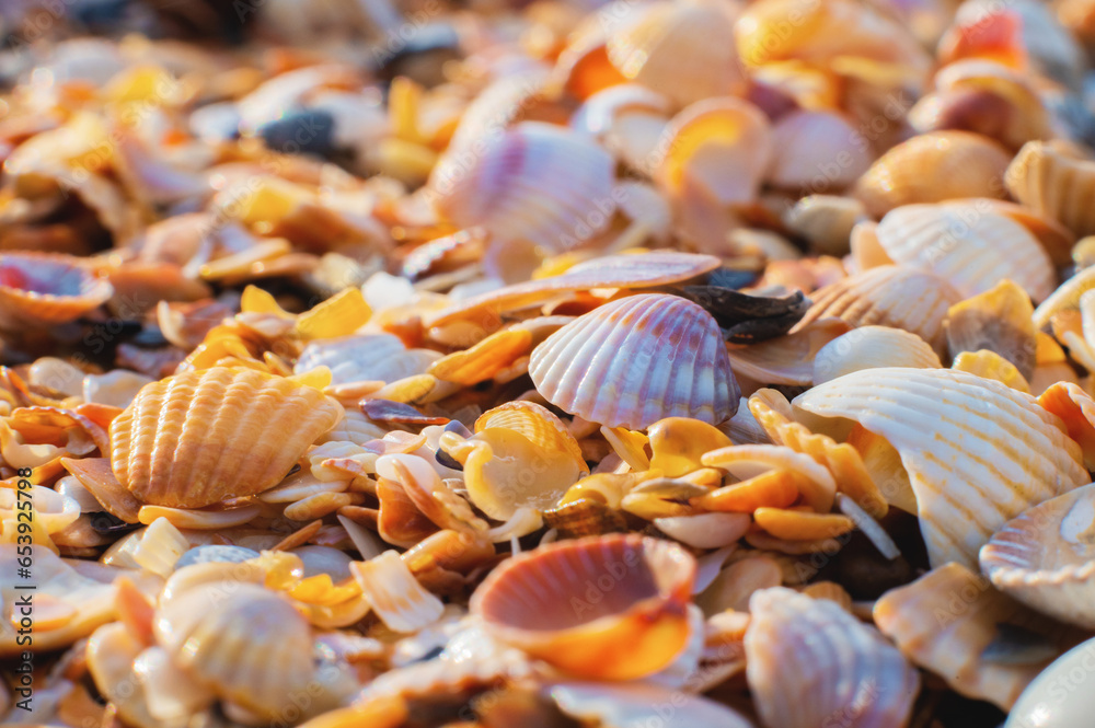 sand texture on the beach. Seashells background, lots of amazing shells ...