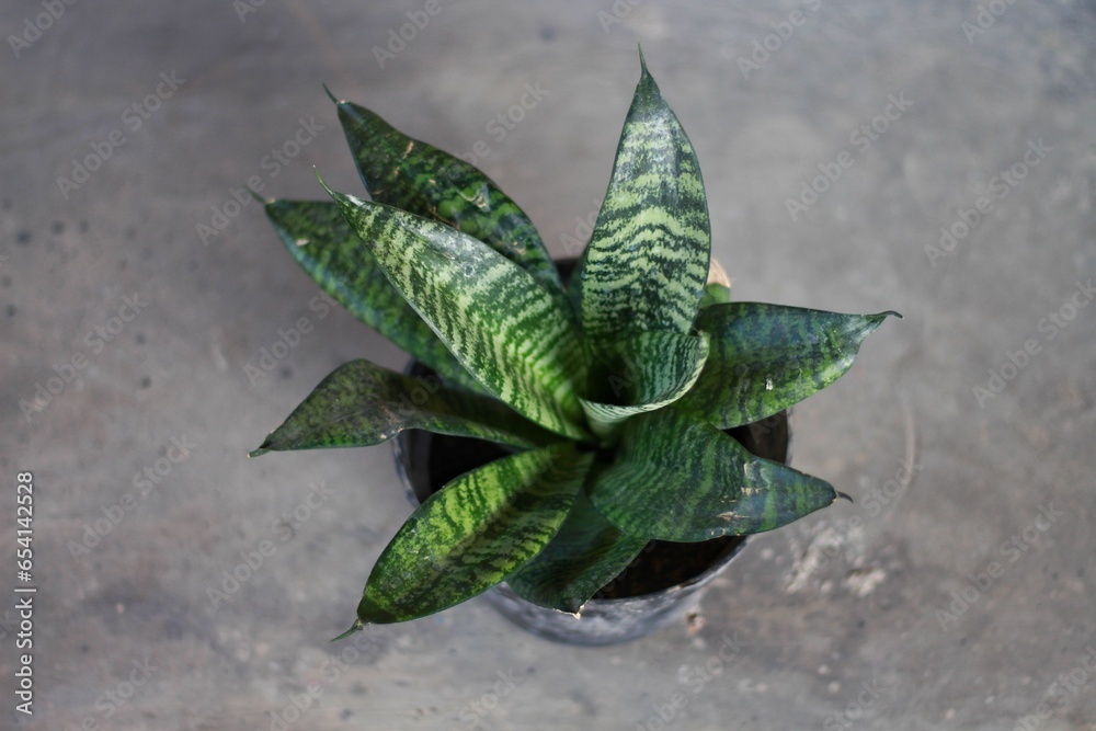 snake plant, mother-in-law's tongue, viper's bowstring hemp ...