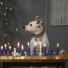Hanukkah Dog Free Stock Photo - Public Domain Pictures