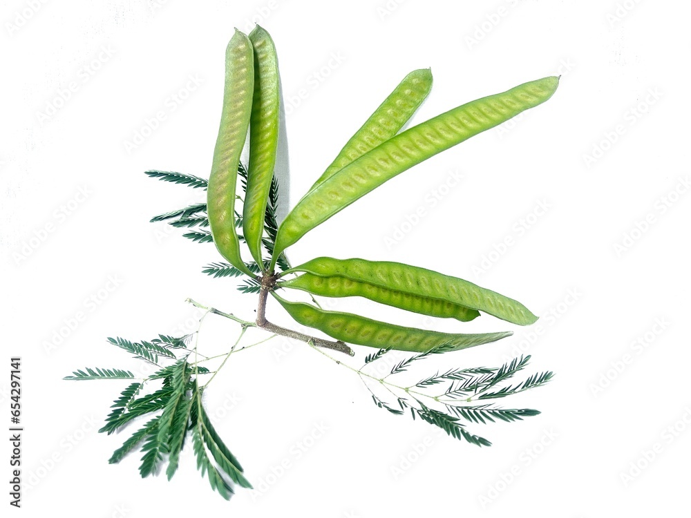 Leucaena leucocephala. Lead tree. Acacia is a plant that is food for ...