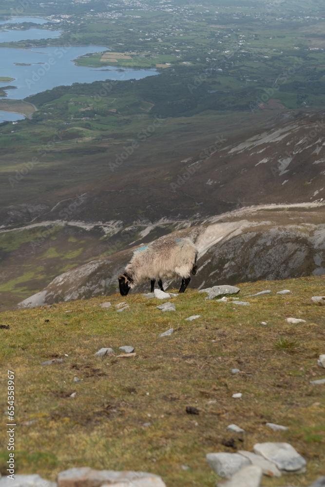 Grazing sheep in foreground. View from Croagh Patrick - important site ...