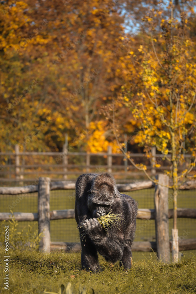 Vertical Western Lowland Gorilla Holding Grass in Autumn Zoo ...