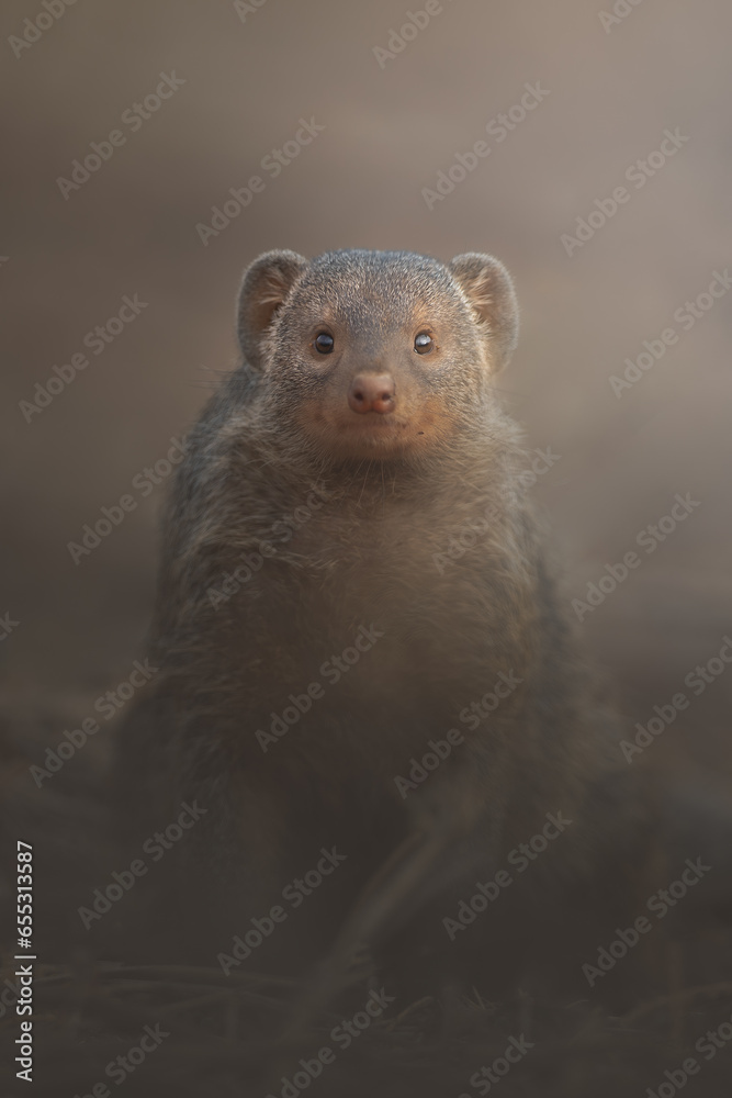 Banded mongoose, Mungos mungo. Wildlife from Africa. Cute mammal with ...