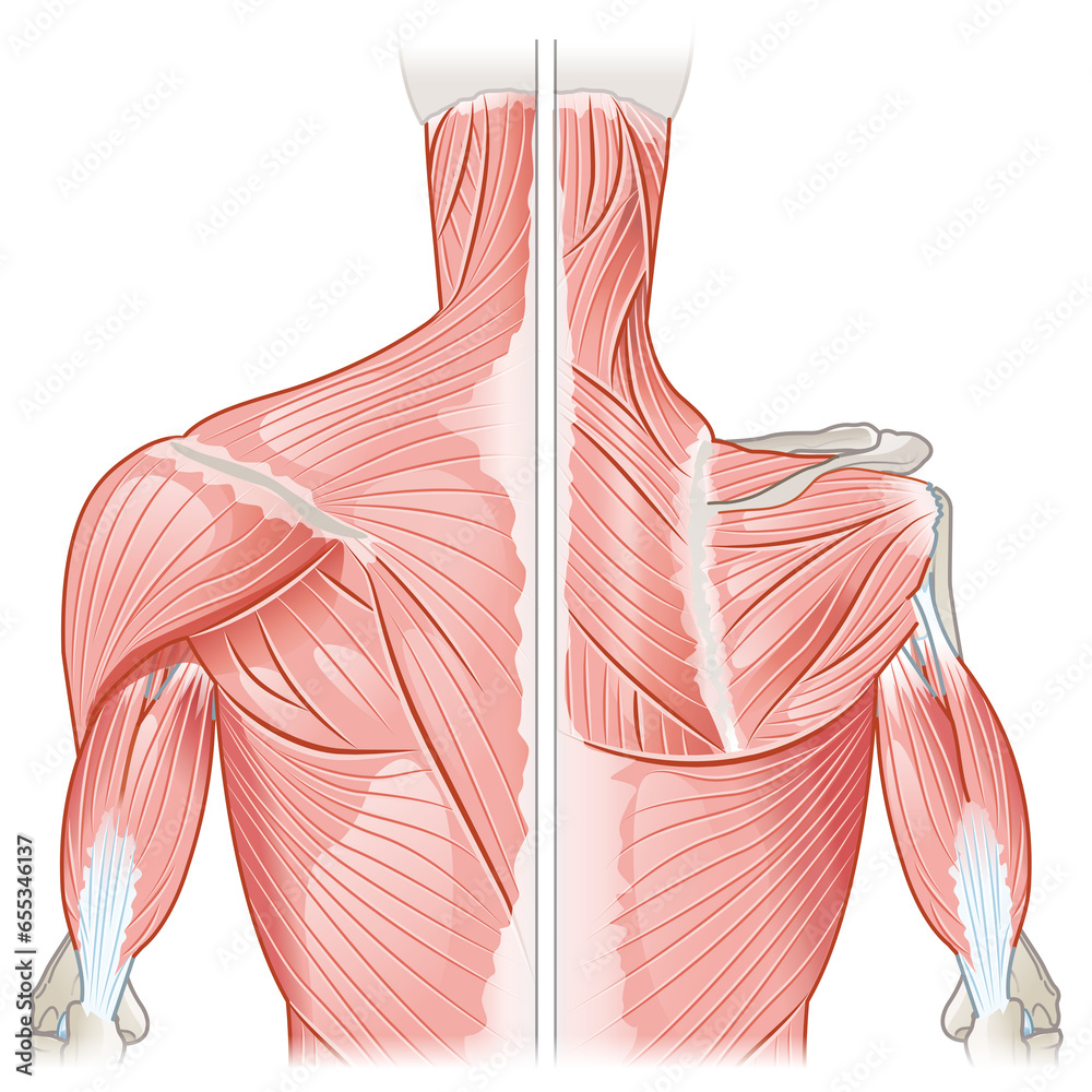 Shoulder Muscles, Posterior View, Superficial And Deep View, Medically Illustration. Labeled ...