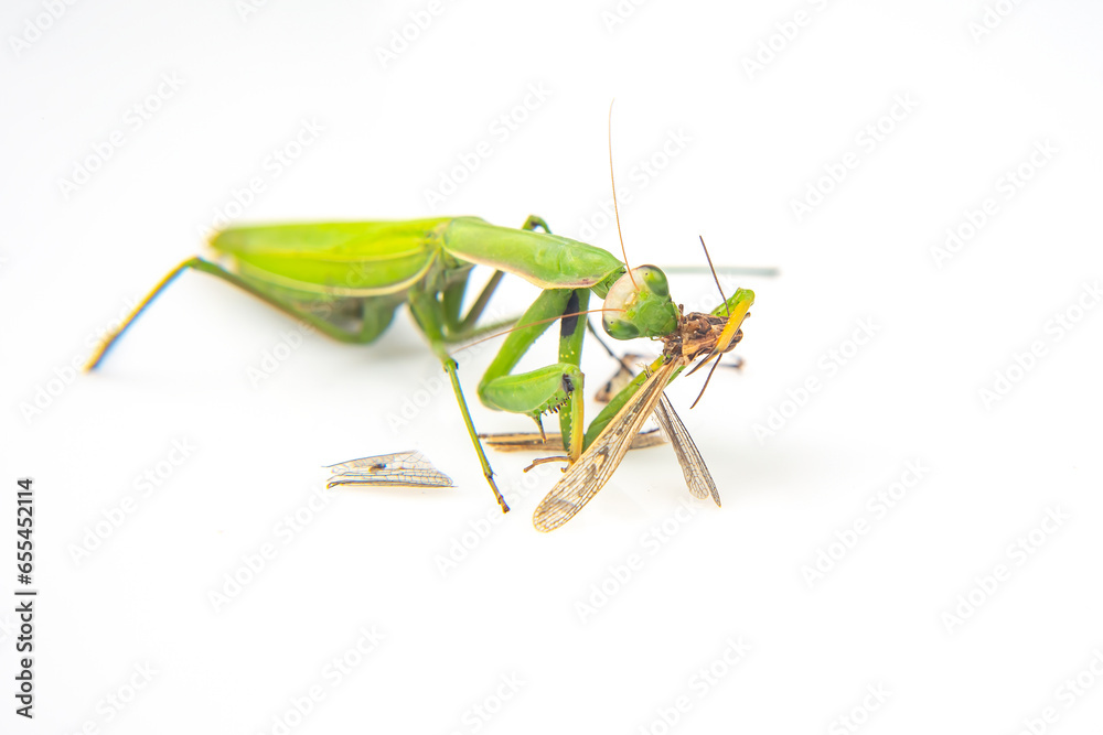 praying mantis eats a grasshopper close-up on a white background ...