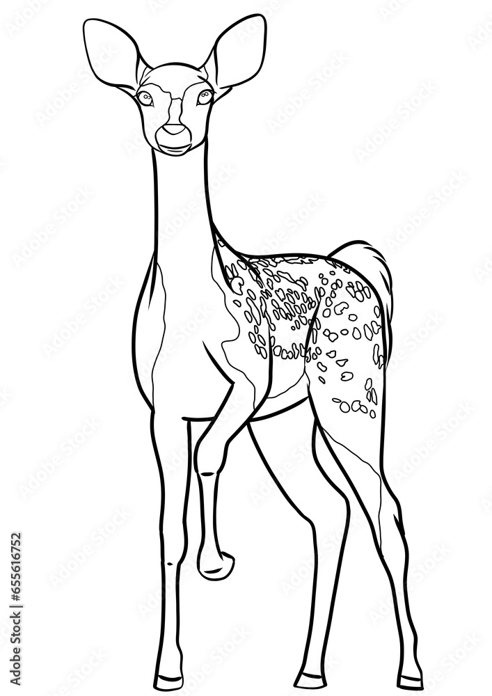 doe outline illustration on transparent background, coloring book page ...