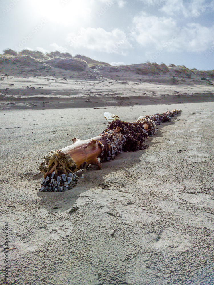 Goose barnacles, stalked barnacles, gooseneck barnacles on wooden post ...