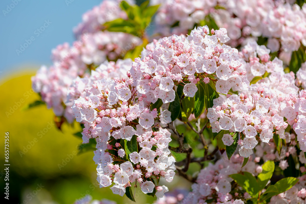 Selective focus white pink flowers on the tree, Kalmia latifolia, The ...