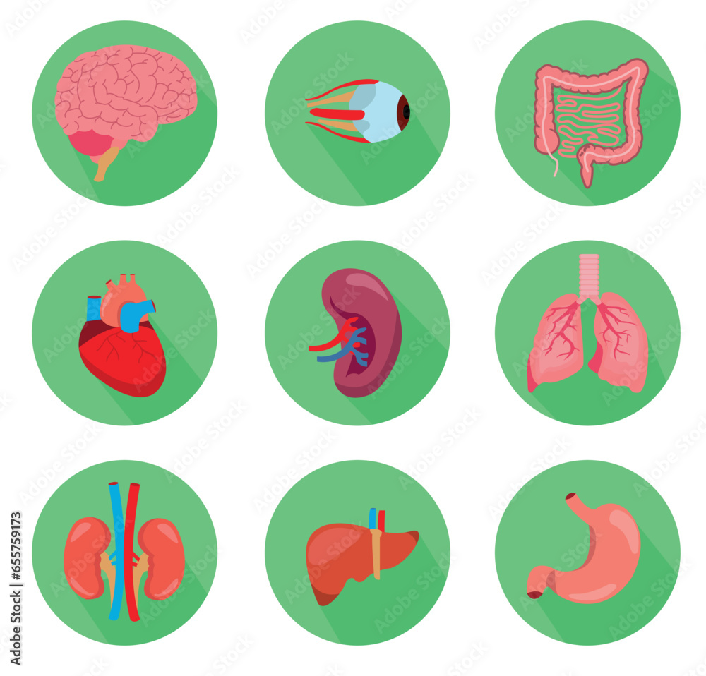 Human anatomy internal organ set with brain, lungs, intestine, heart ...