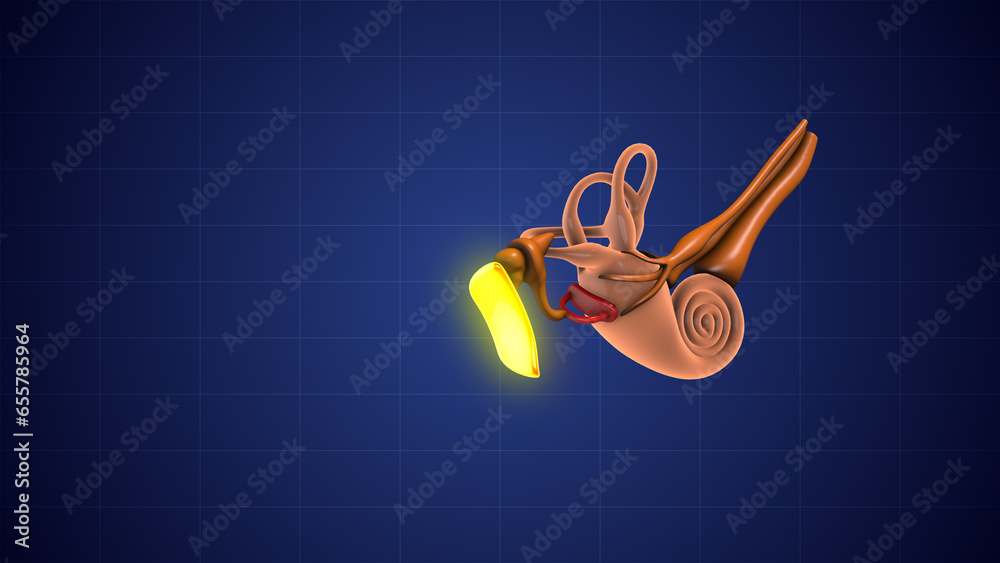Medical 3D animation of the ear anatomy Stock Illustration | Adobe Stock