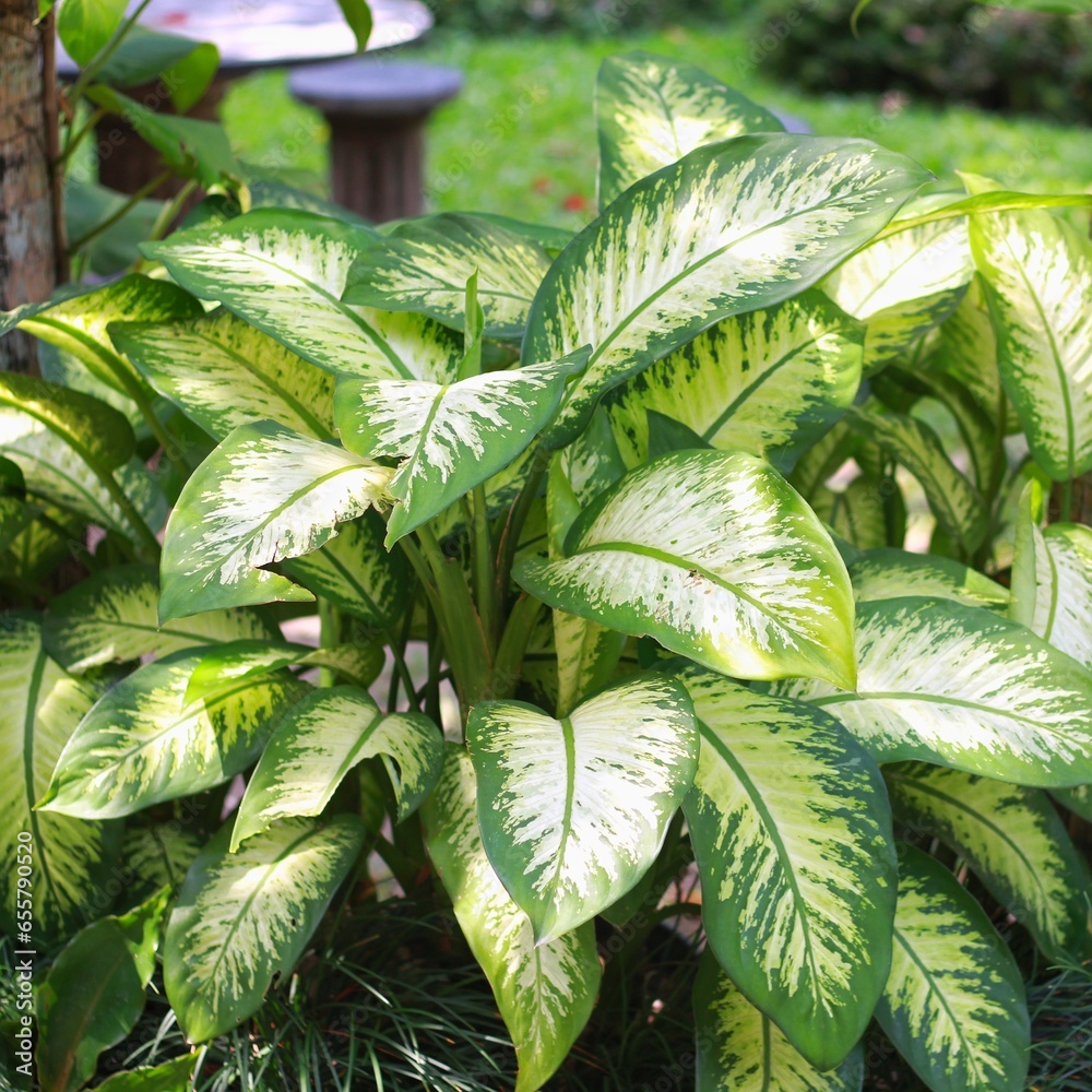 Dieffenbachia seguine, dumbcane, or tuftroot or "Sri Rejeki" is a ...