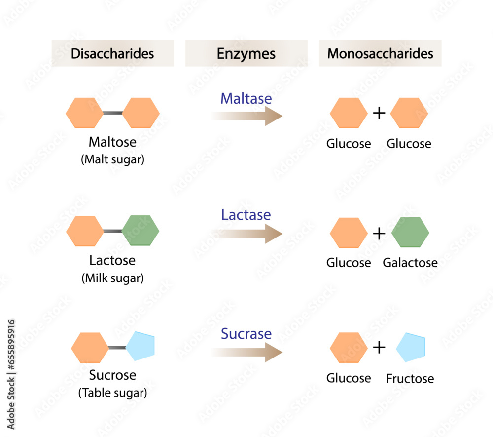 Carbohydrates Digestion. Maltase, Sucrase and Lactase Enzymes catalyze ...