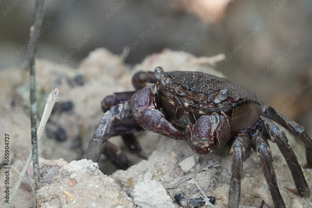 Episesarma is a genus of land crabs commonly known as "mangrove crabs ...